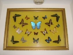 Antique RARE BUTTERFLY COLLECTION IN CUSTOM CASE | ANTIQUES.CO.UK