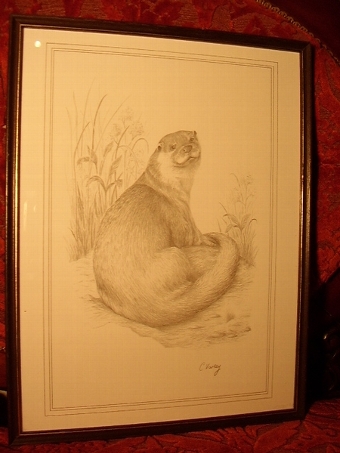 Antique PRINT OF AN OTTA FROM ORIGINAL PENCIL DRAWING BY C.VARLEY 13 ...