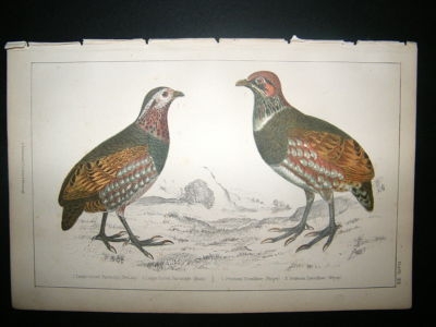 Antique Bird Print: 1857 Partridge, Hand Colored, Goldsmith | ANTIQUES ...