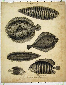 Antique Print 1812 Ichthyology Fish Flounder Zebra Argus C | ANTIQUES ...
